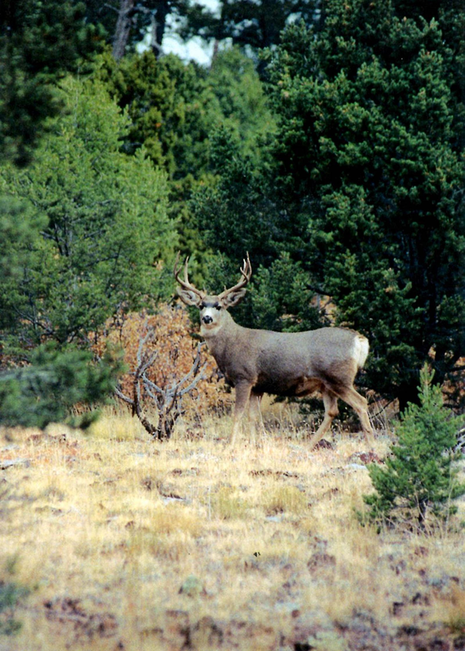 L Bar Ranch | Chas S. Middleton