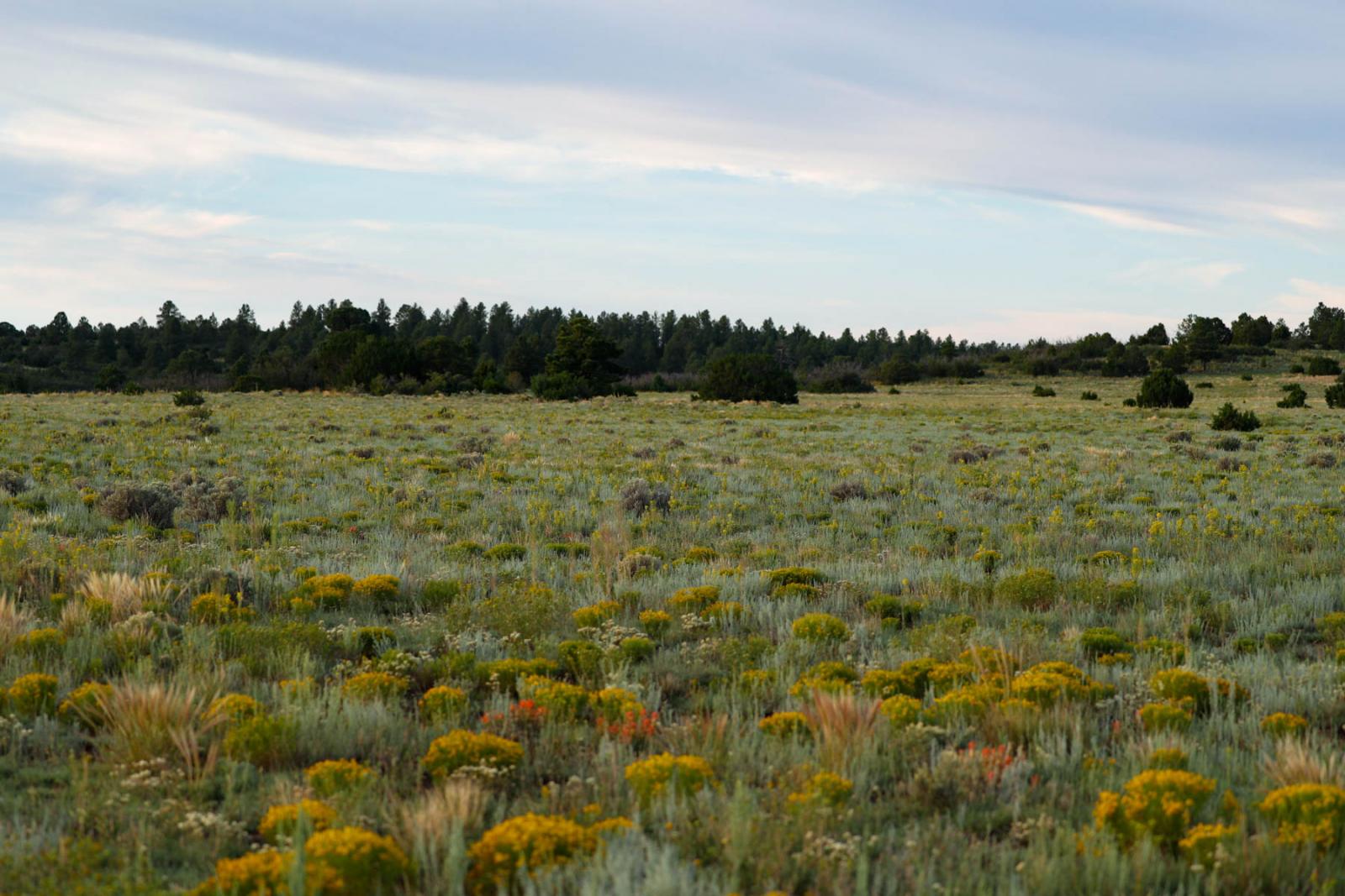 L Bar Ranch | Chas S. Middleton