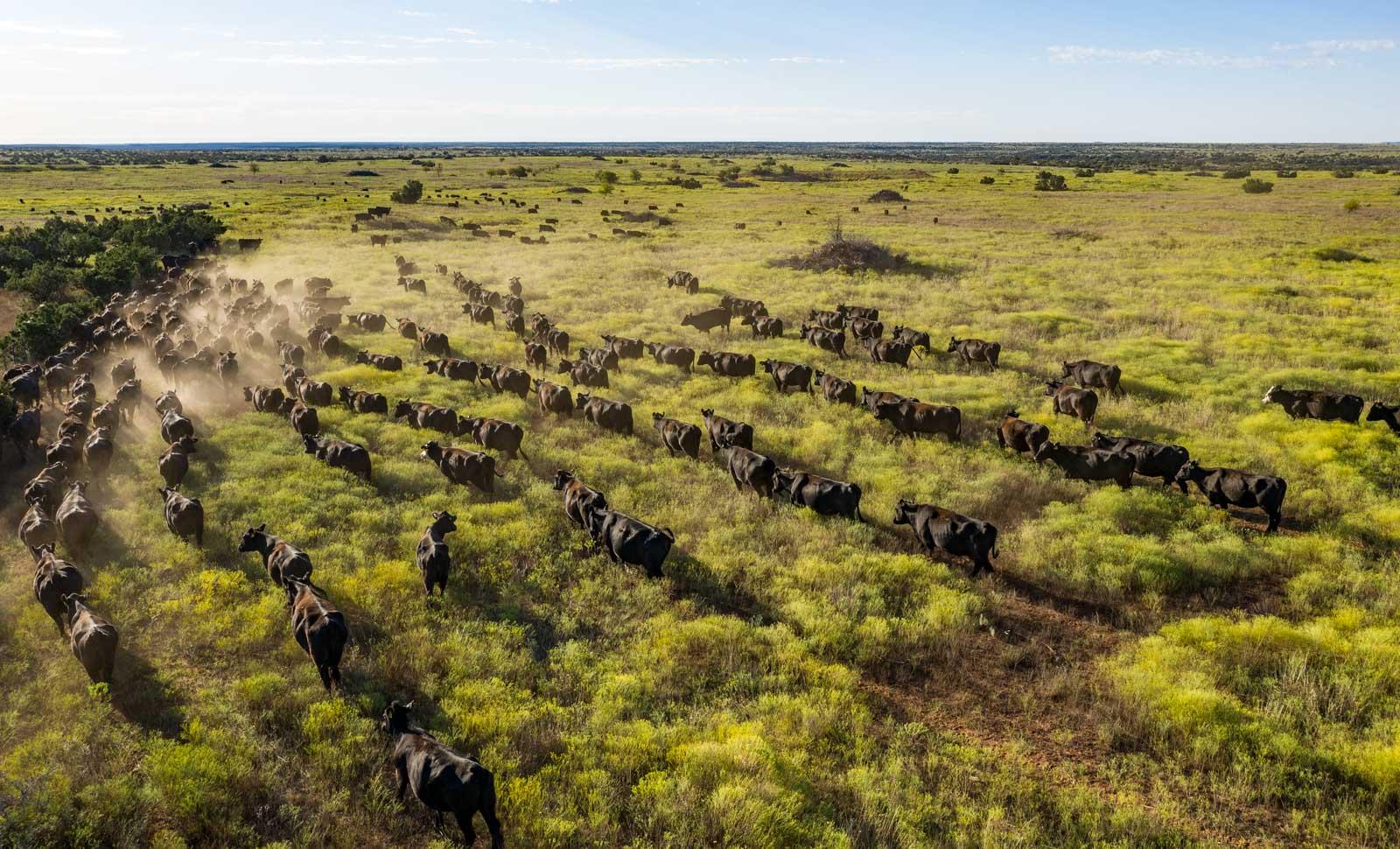 6666 Ranch | Chas S. Middleton