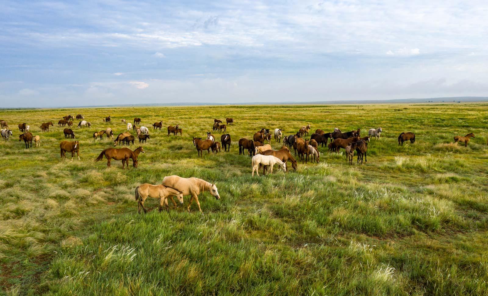 6666 Ranch | Chas S. Middleton