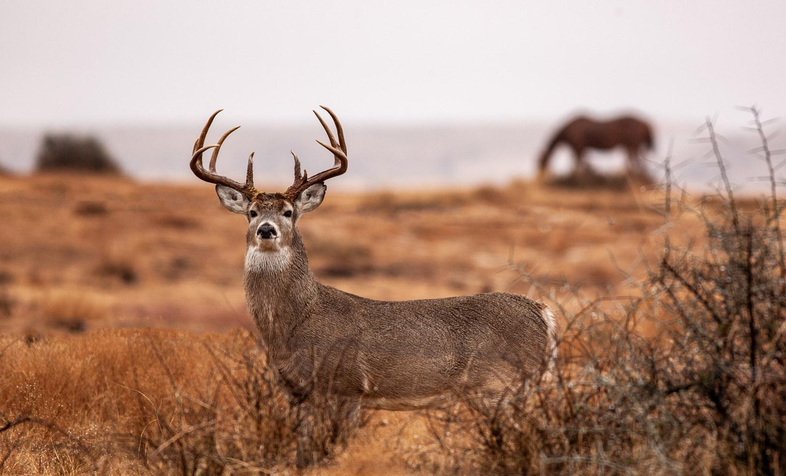 6666 Ranch | Chas S. Middleton