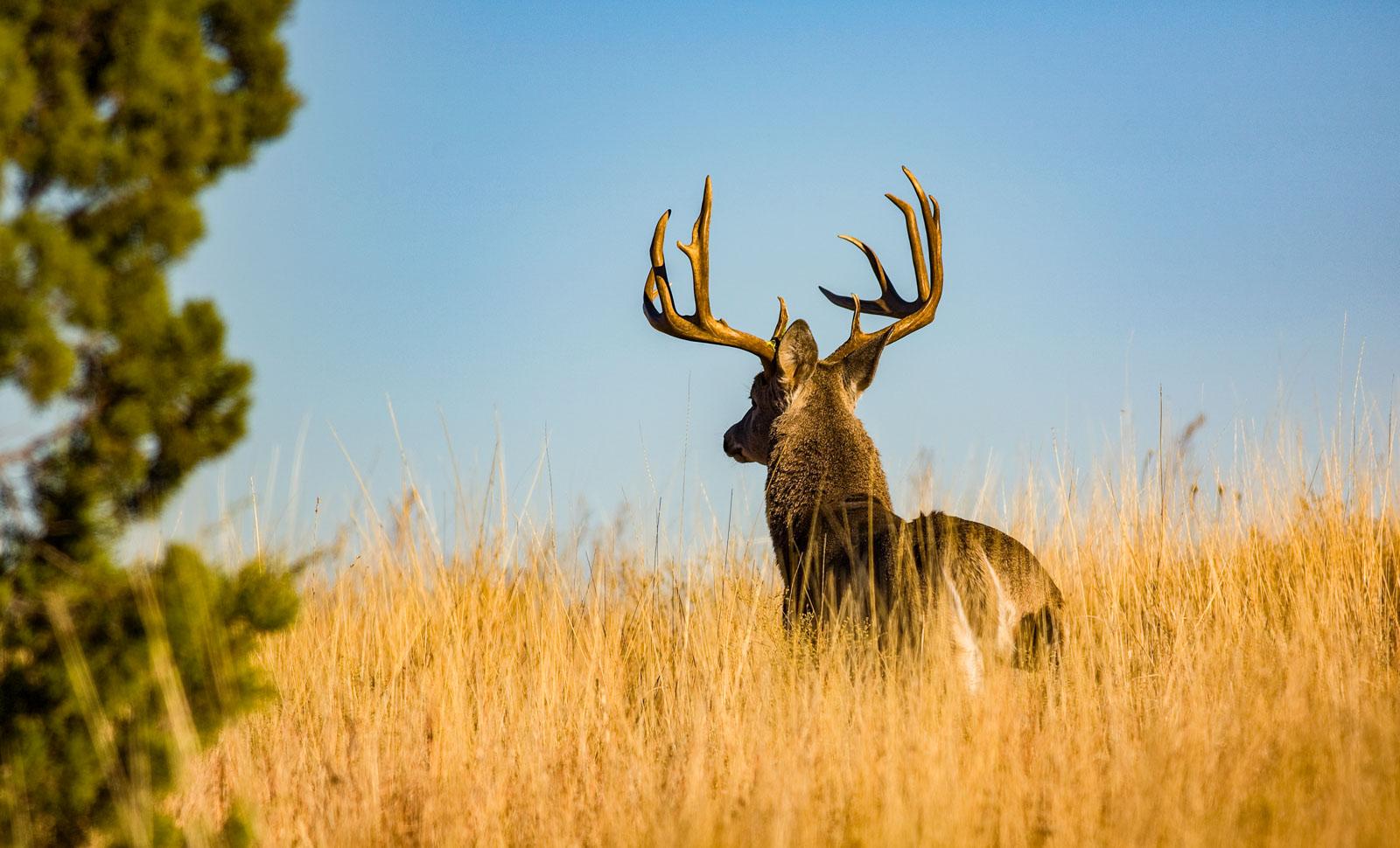 6666 Ranch | Chas S. Middleton