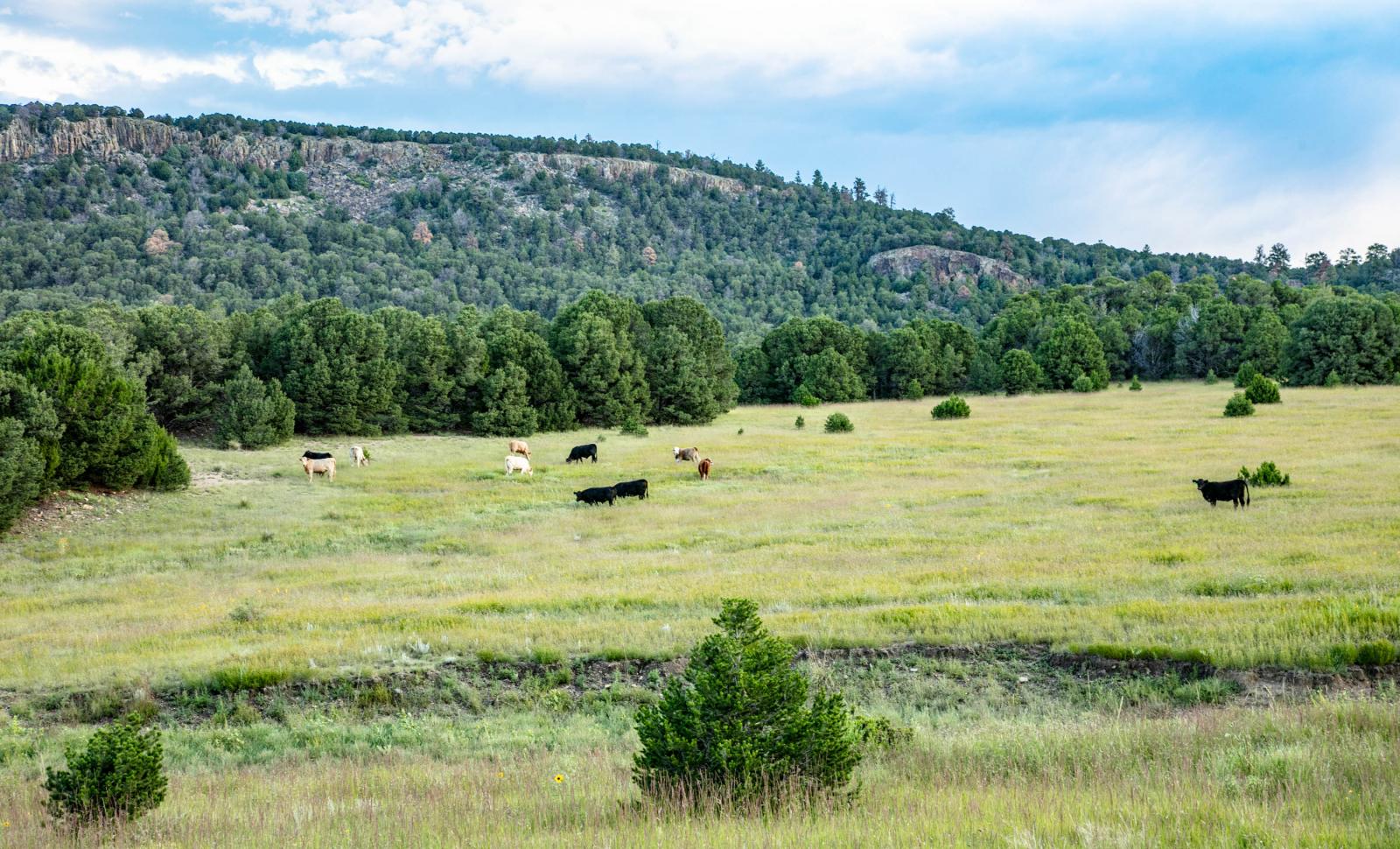 Laughlin Peak Ranch | Chas S. Middleton