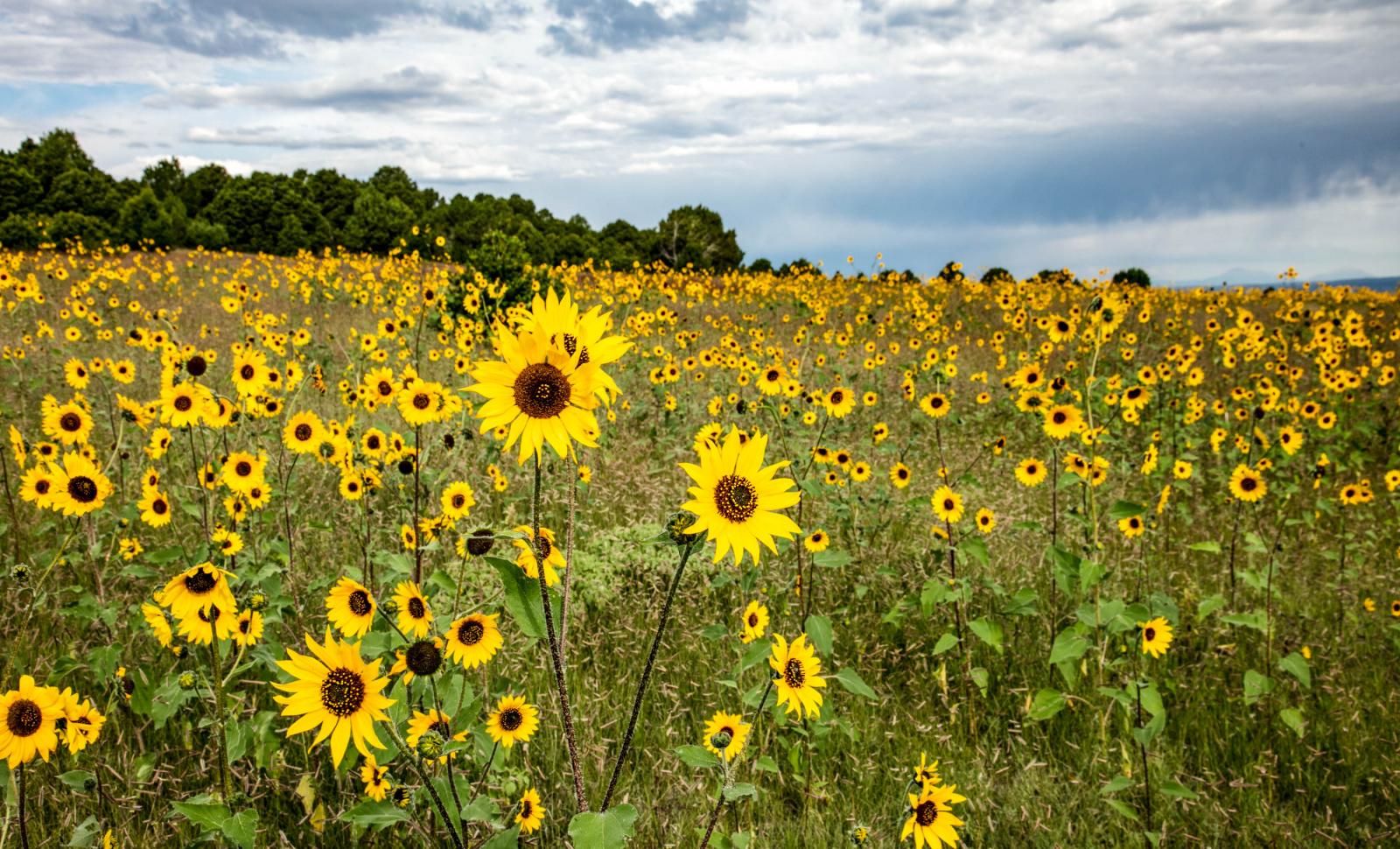 Laughlin Peak Ranch | Chas S. Middleton