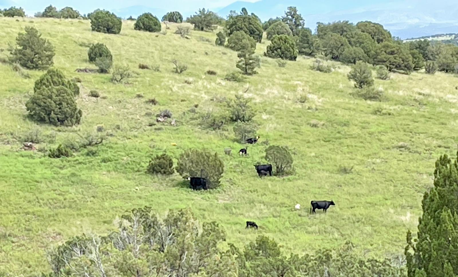 L Bar H Ranch | Chas S. Middleton