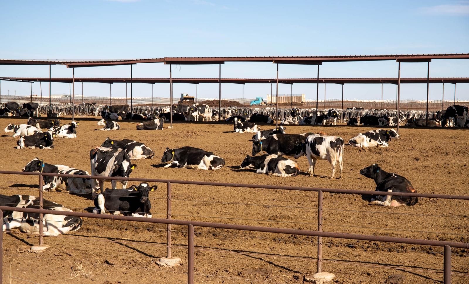 Mission Dairy | Chas S. Middleton