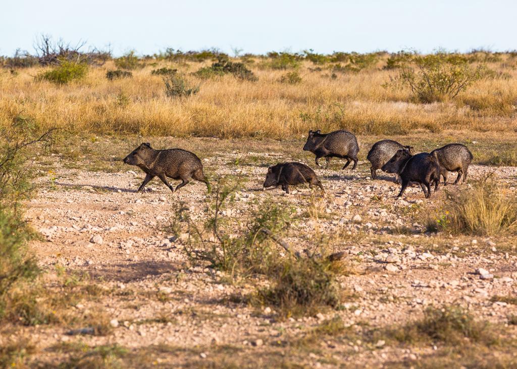 Cerf Pasture of the Longfellow Ranch | Chas S. Middleton