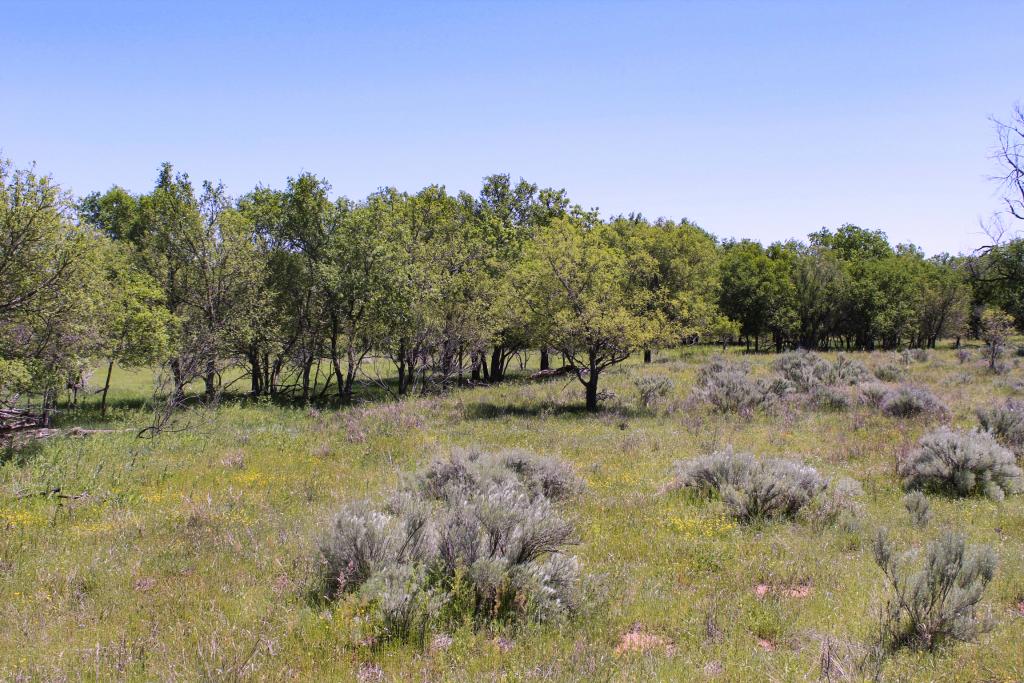 Abernathy Ranch | Chas S. Middleton