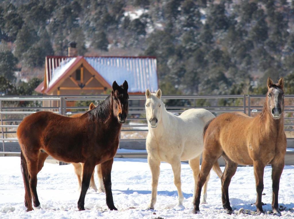 La Bonita Ranch | Chas S. Middleton