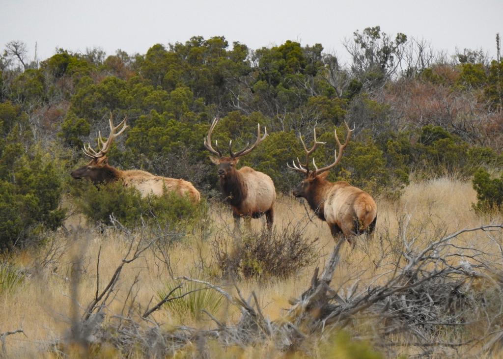 Cerf Pasture of the Longfellow Ranch | Chas S. Middleton