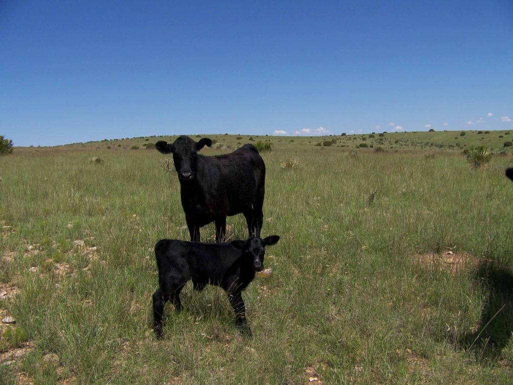 Block Ranch | Chas S. Middleton