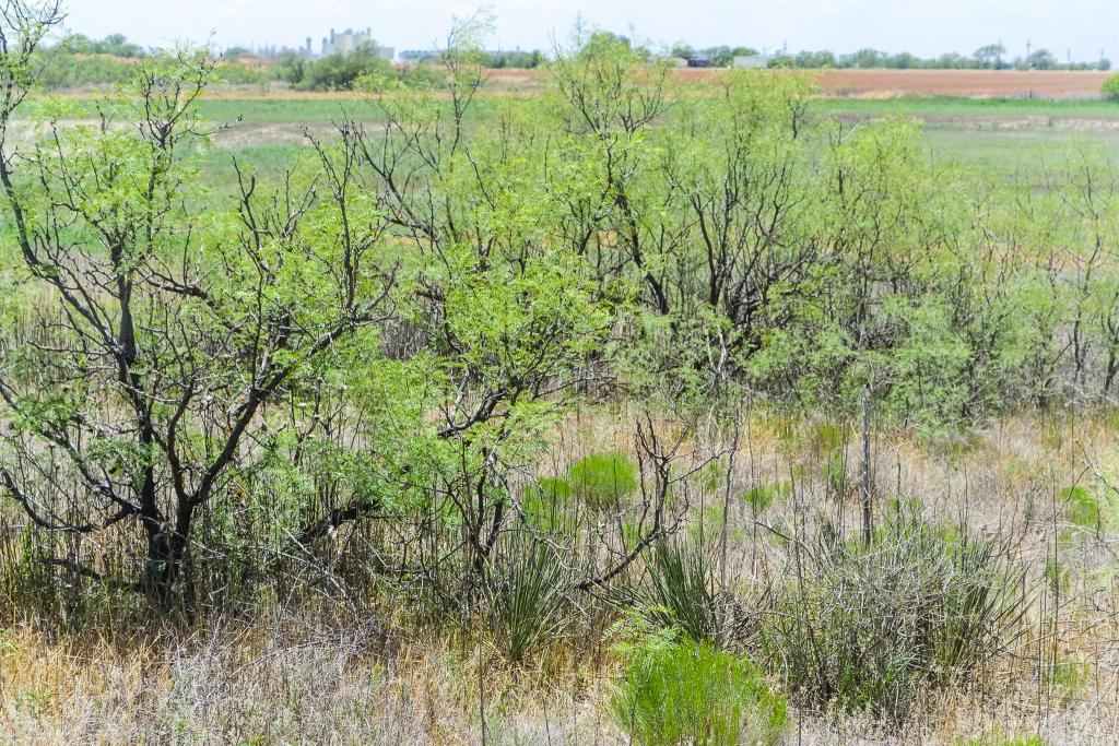 Duncan Ranch | Chas S. Middleton