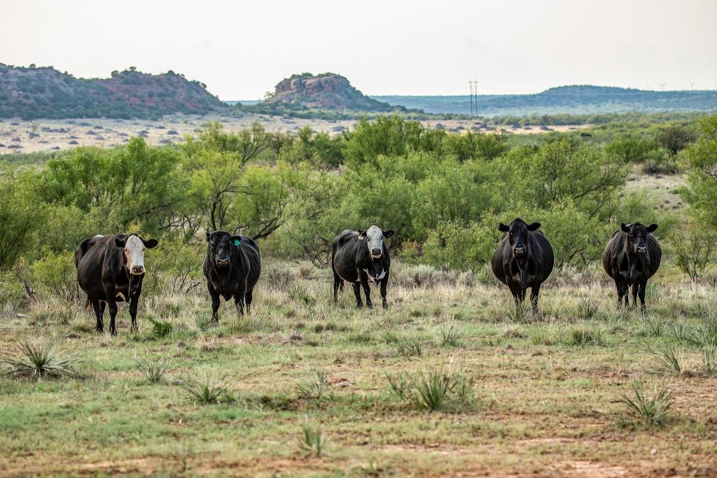 Matador Ranch | Chas S. Middleton