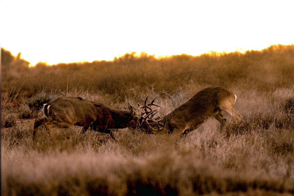 6666 Ranch | Chas S. Middleton