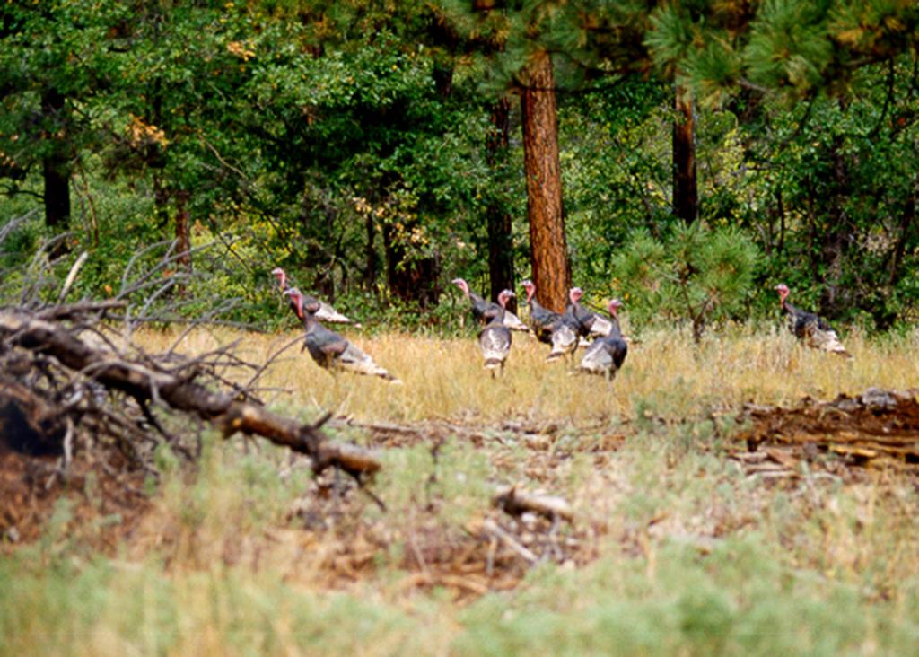 L Bar Ranch | Chas S. Middleton
