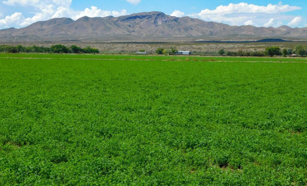 Bosque Del Apache Farm | Chas S. Middleton