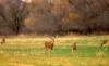 Turley Ranch | Chas S. Middleton