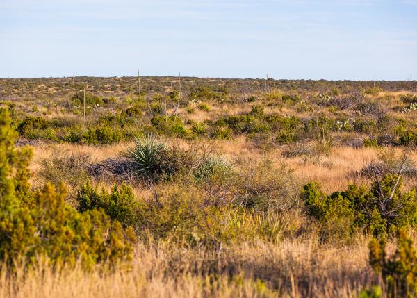 Cerf Pasture of the Longfellow Ranch | Chas S. Middleton