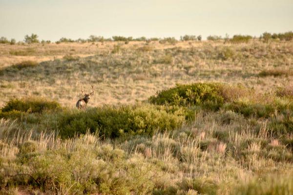 Conrad Ranch | Chas S. Middleton