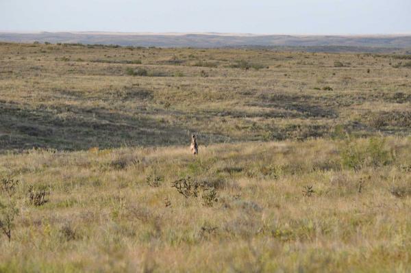Conrad Ranch | Chas S. Middleton