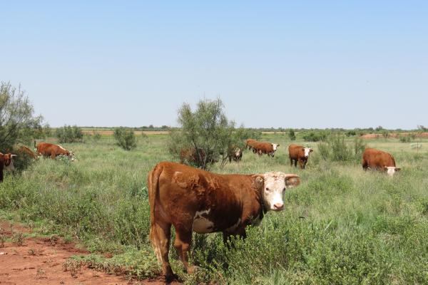 W.T. Waggoner Estate Ranch | Chas S. Middleton