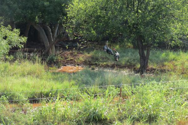 W.T. Waggoner Estate Ranch | Chas S. Middleton