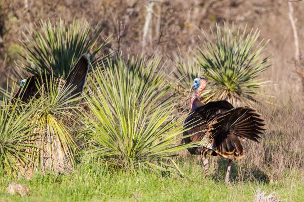 Ford Ranch | Chas S. Middleton