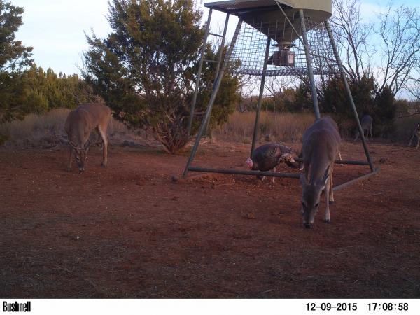 Three Rivers Ranch | Chas S. Middleton