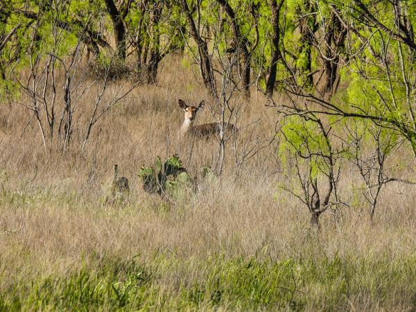 Three Rivers Ranch | Chas S. Middleton