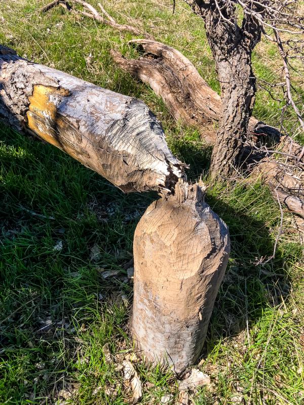 Three Rivers Ranch | Chas S. Middleton