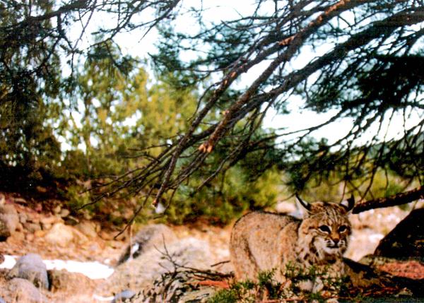 L Bar Ranch | Chas S. Middleton