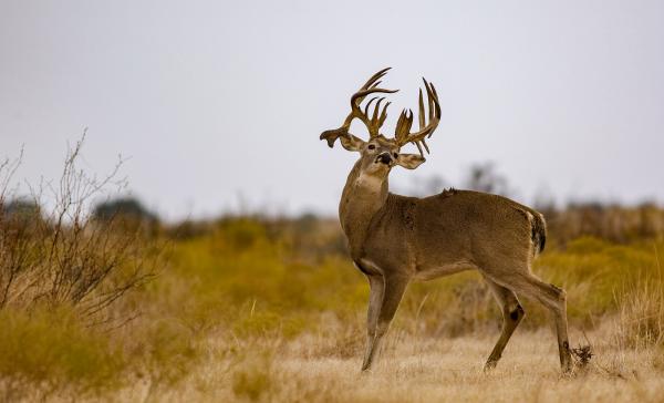 6666 Ranch | Chas S. Middleton