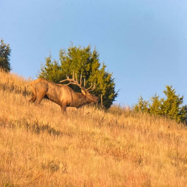 Laughlin Peak Ranch | Chas S. Middleton